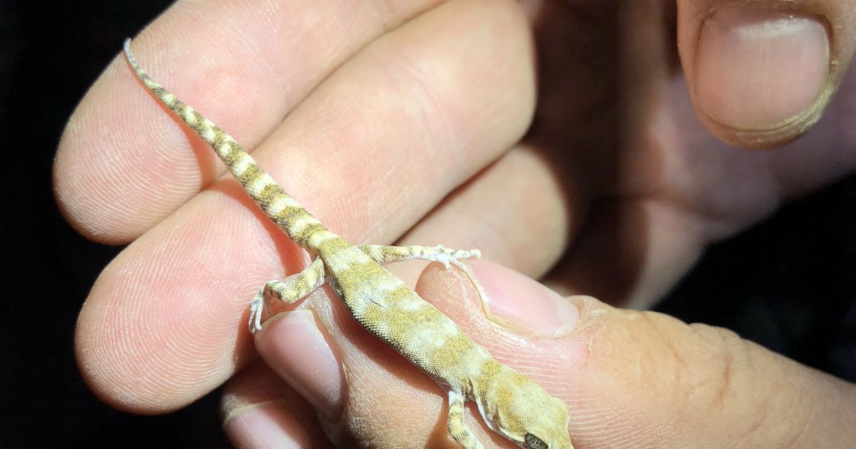 Biologist’s Uzbekistan expedition nets long-sought, tiny gecko - La ...