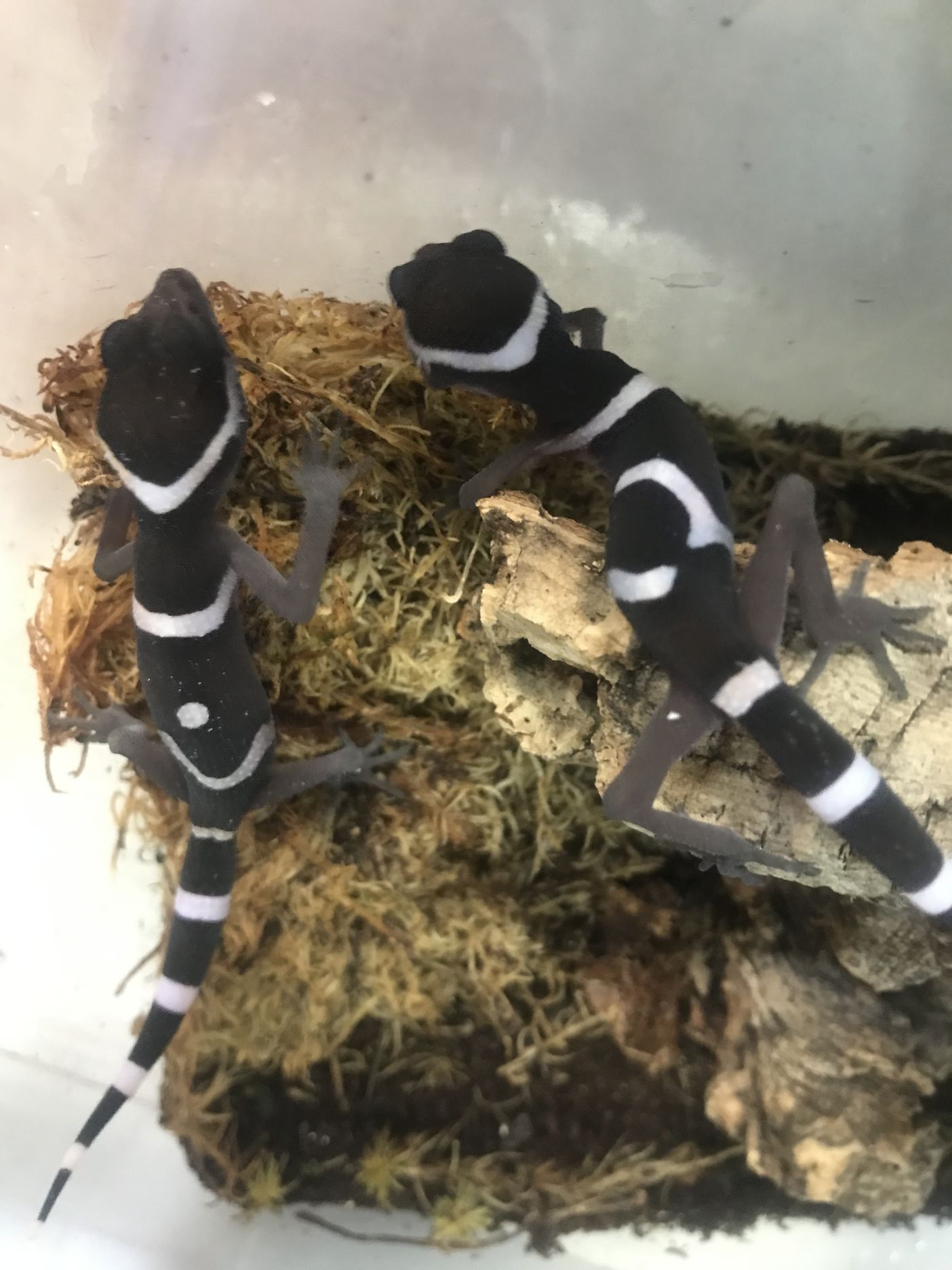 La Sierra University, Germany zoo partner in first U.S. tiger gecko ...