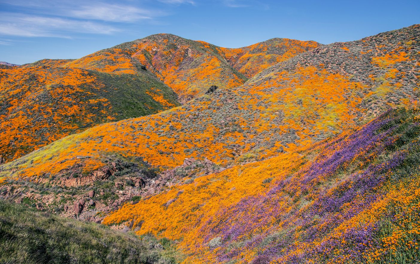 Divinity School unveils nature photography Creation Wall - La Sierra News